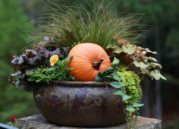 Colorful Pumpkins in my garden…. – The Graceful Gardener