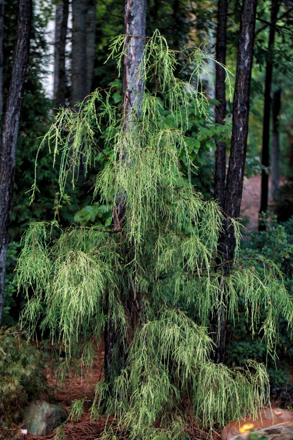 The American Conifer Society – Southeastern Region Rendezvous 2012 ...