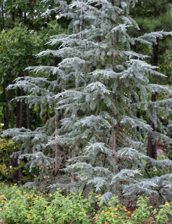 The American Conifer Society – Southeastern Region Rendezvous 2012 ...