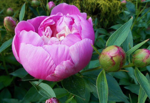 Voluptuous Peonies…in my Garden – The Graceful Gardener