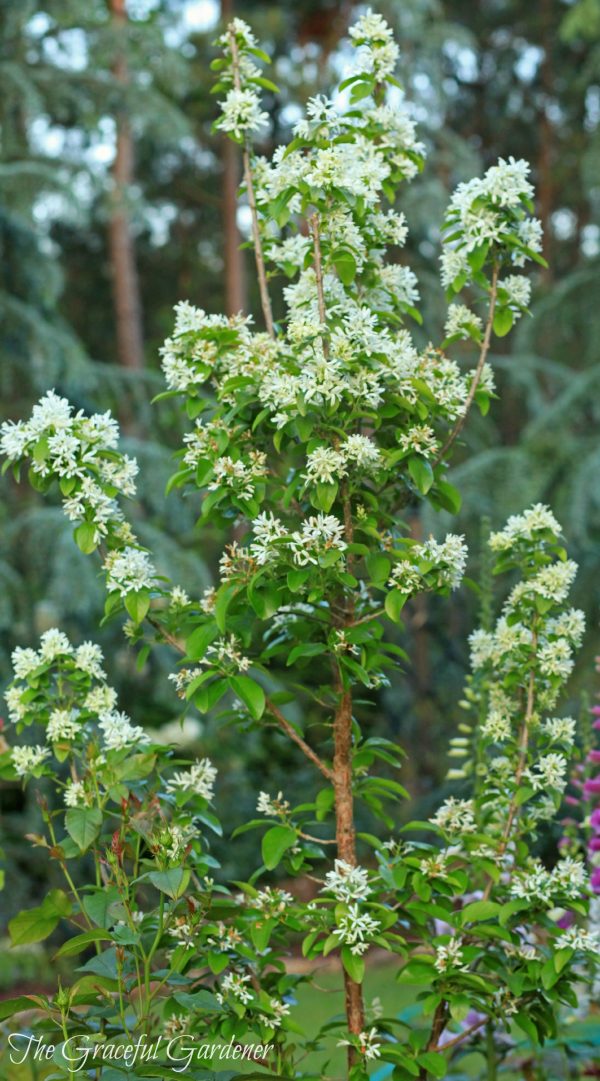 May 2013 – The Graceful Gardener