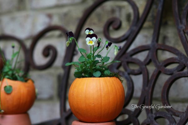 A ‘Festival of Pumpkins’ …..in my garden – The Graceful Gardener