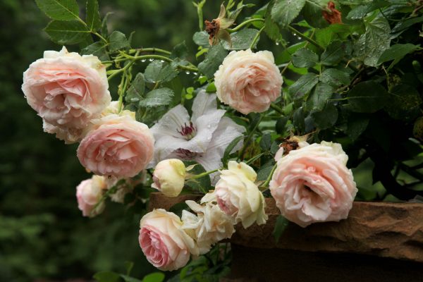 Wordless Wednesday Roses…in my garden – The Graceful Gardener