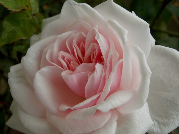 Garden Bloggers’ Bloom Day….May Roses in my garden…. – The Graceful ...