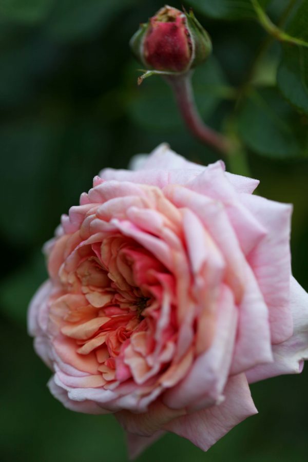Garden Bloggers’ Bloom Day….May Roses in my garden…. – The Graceful ...